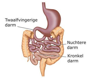 Probiotica | Mens en Gezondheid